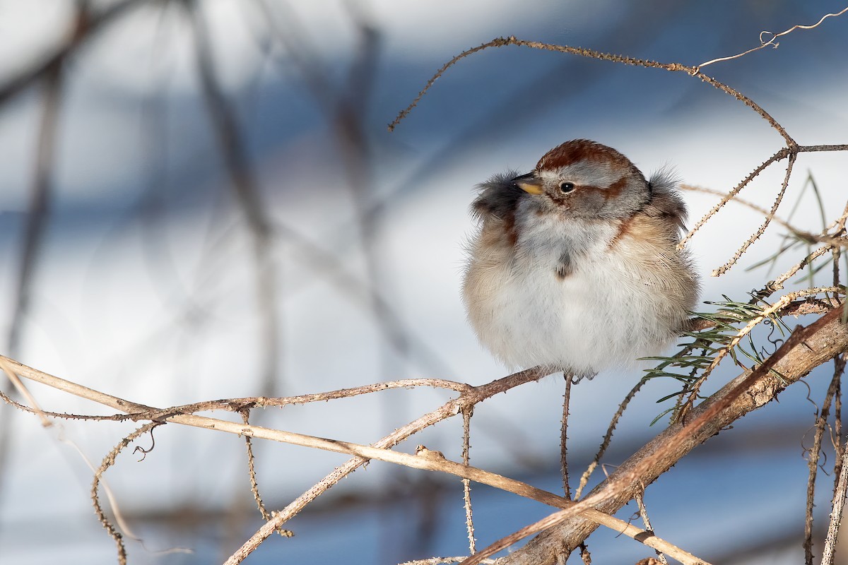 eBird Checklist - 19 Jan 2024 - RNF du Cap-Tourmente - 20 species (+1 ...