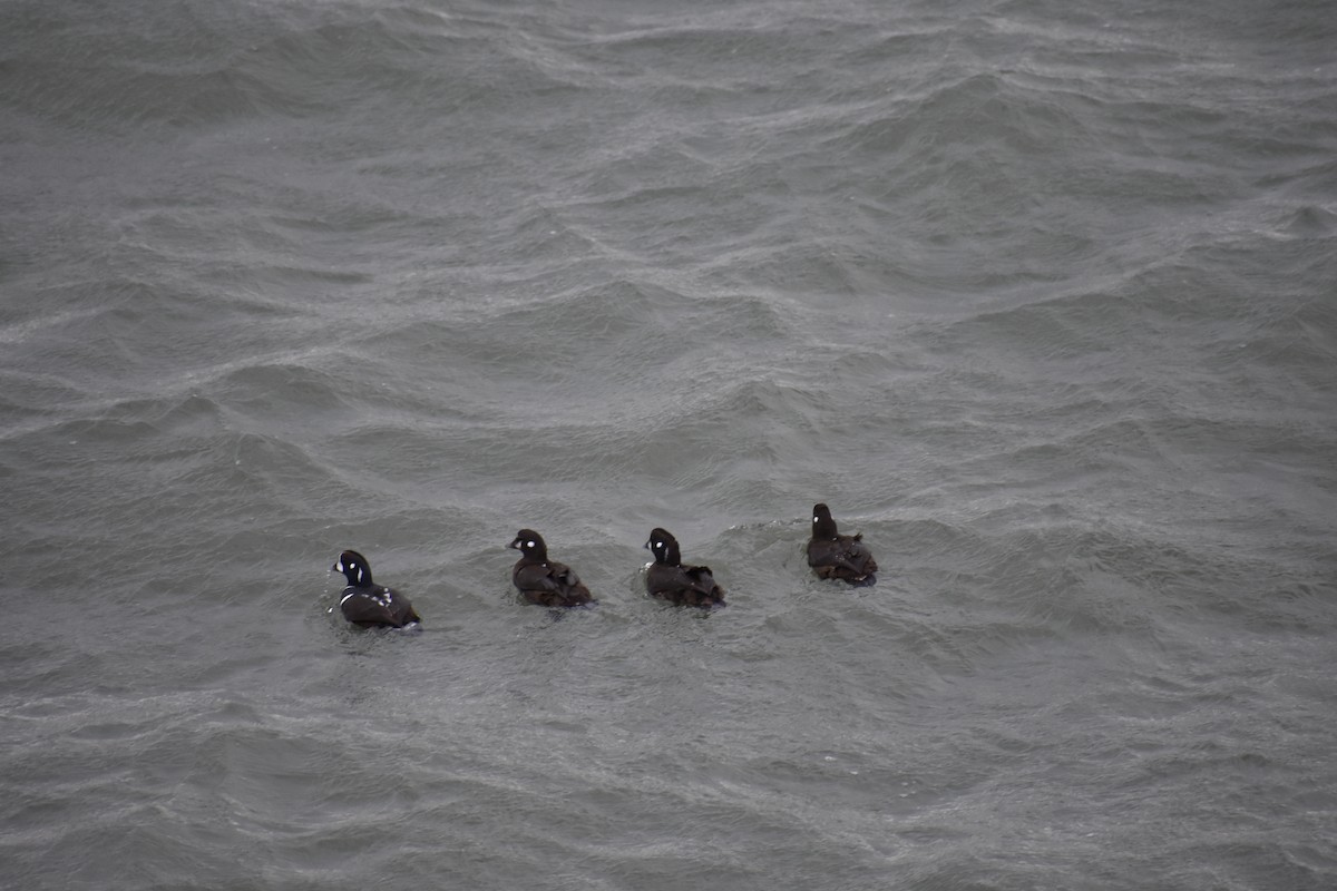 eBird Checklist - 19 Jan 2024 - Duck Research Pier (Restricted Access ...