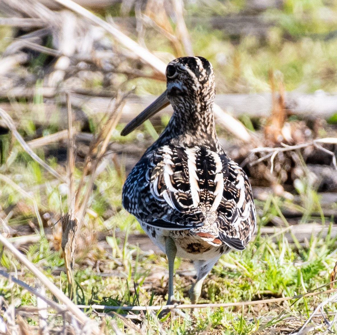 eBird Checklist - 19 Jan 2024 - Burden LSU agCenter - 15 species