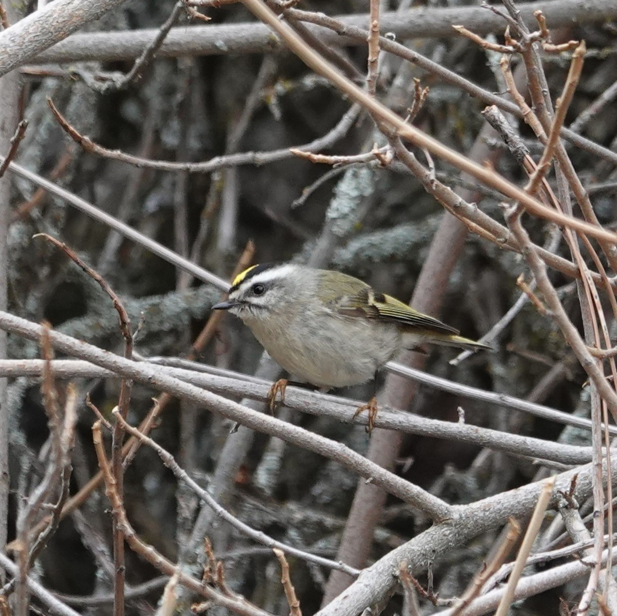 eBird Checklist - 19 Jan 2024 - Road to Miranda Pines - 24 species