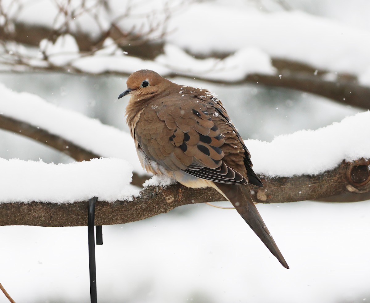Pennsylvania Bird Atlas Checklist - 19 Jan 2024 - Backyard and ...