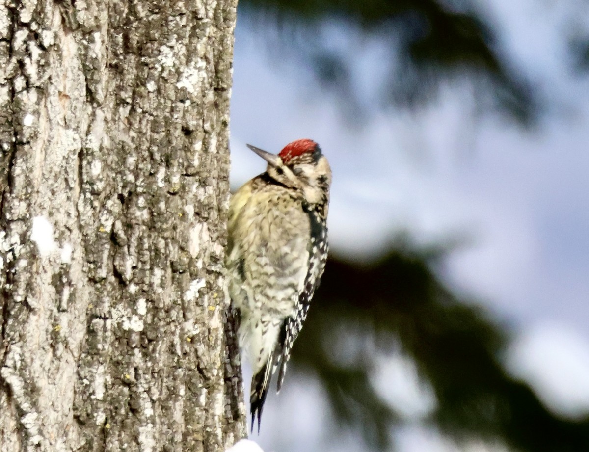 eBird Checklist - 19 Jan 2024 - Top Notch area - 5 species