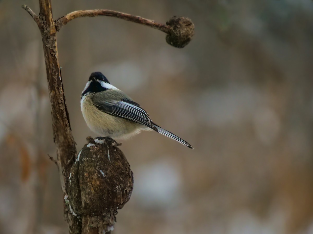 eBird Checklist - 19 Jan 2024 - Medicine Hat--Connaught Pond - 13 species