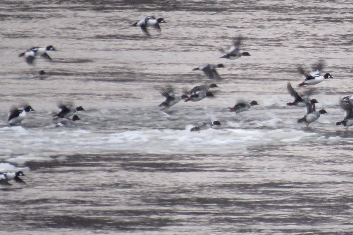 eBird Checklist - 19 Jan 2024 - Donald W. Barnes Boat Launch - 16 species