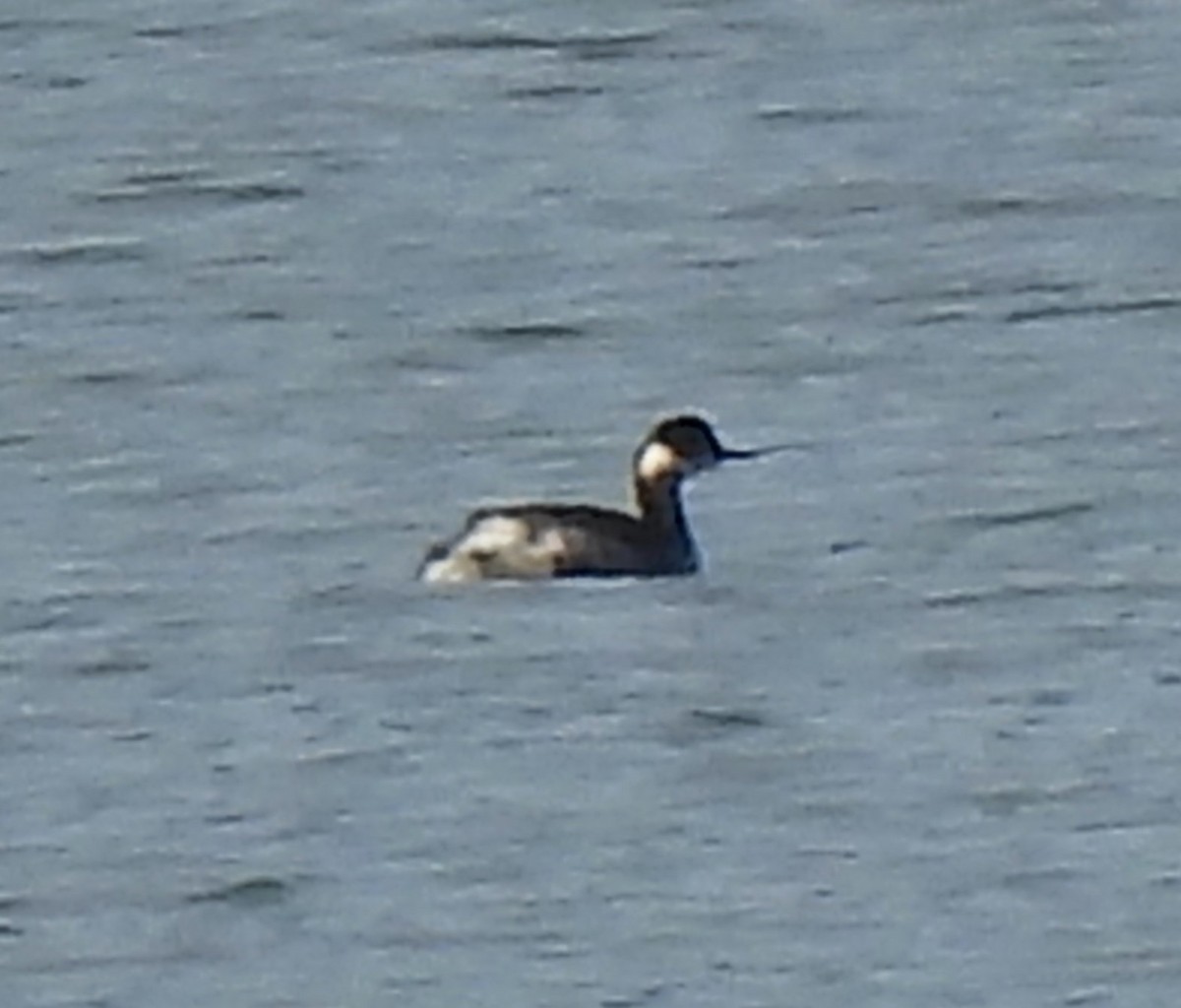 eBird Checklist - 19 Jan 2024 - Henry Hagg Lake Park (Scoggins Valley ...