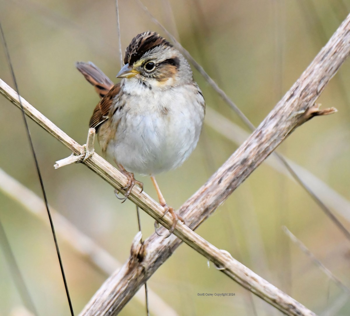 eBird Checklist - 6 Jan 2024 - Arcata Marsh--East & West Ponds - 32 species