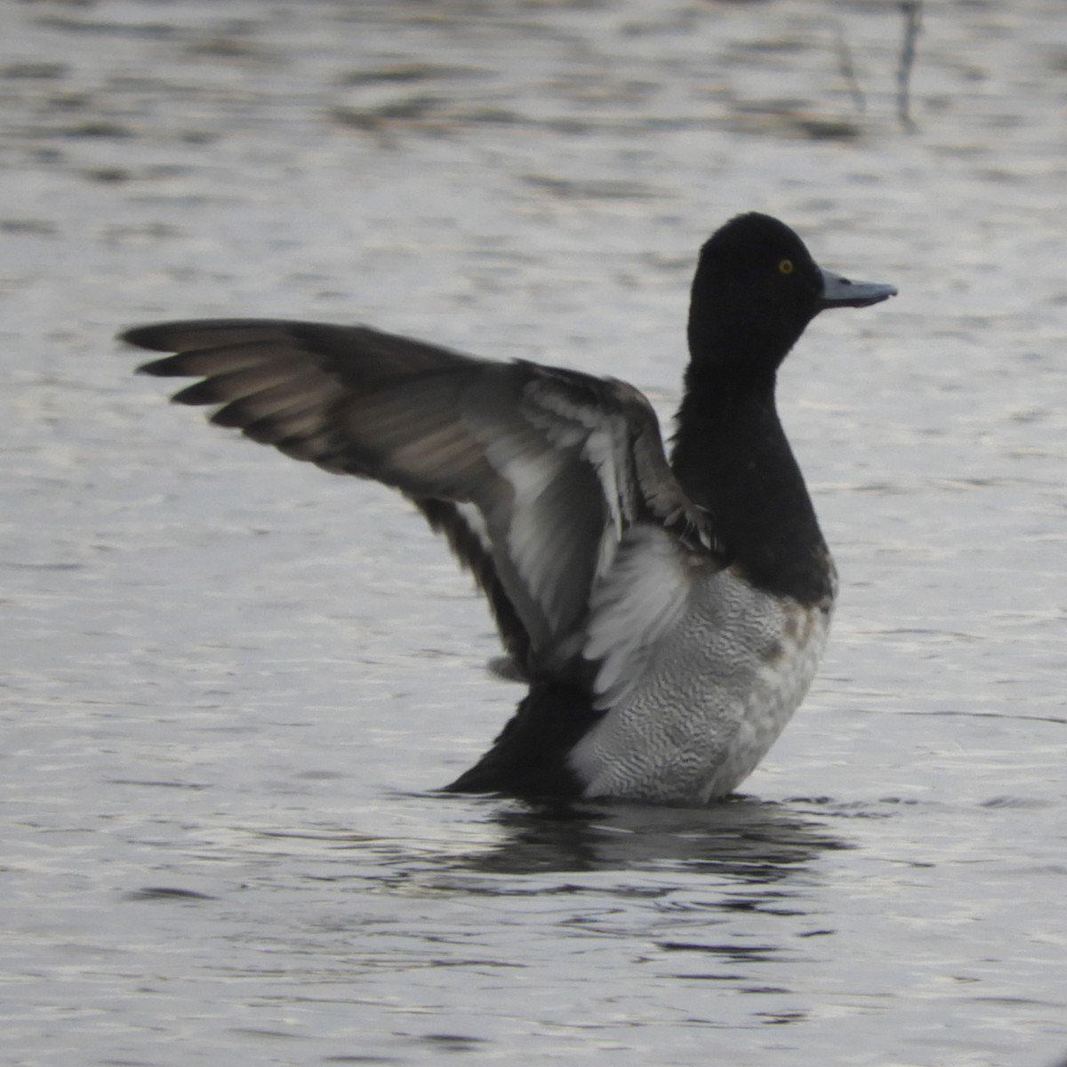eBird Checklist - 19 Jan 2024 - Merced NWR - 62 species