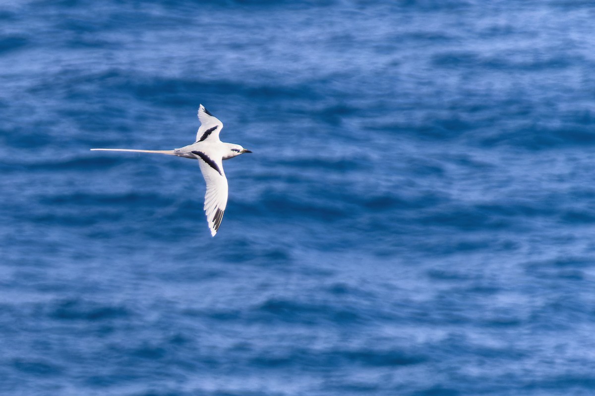 eBird Checklist - 1 Feb 2023 - Kilauea Point NWR - 7 species
