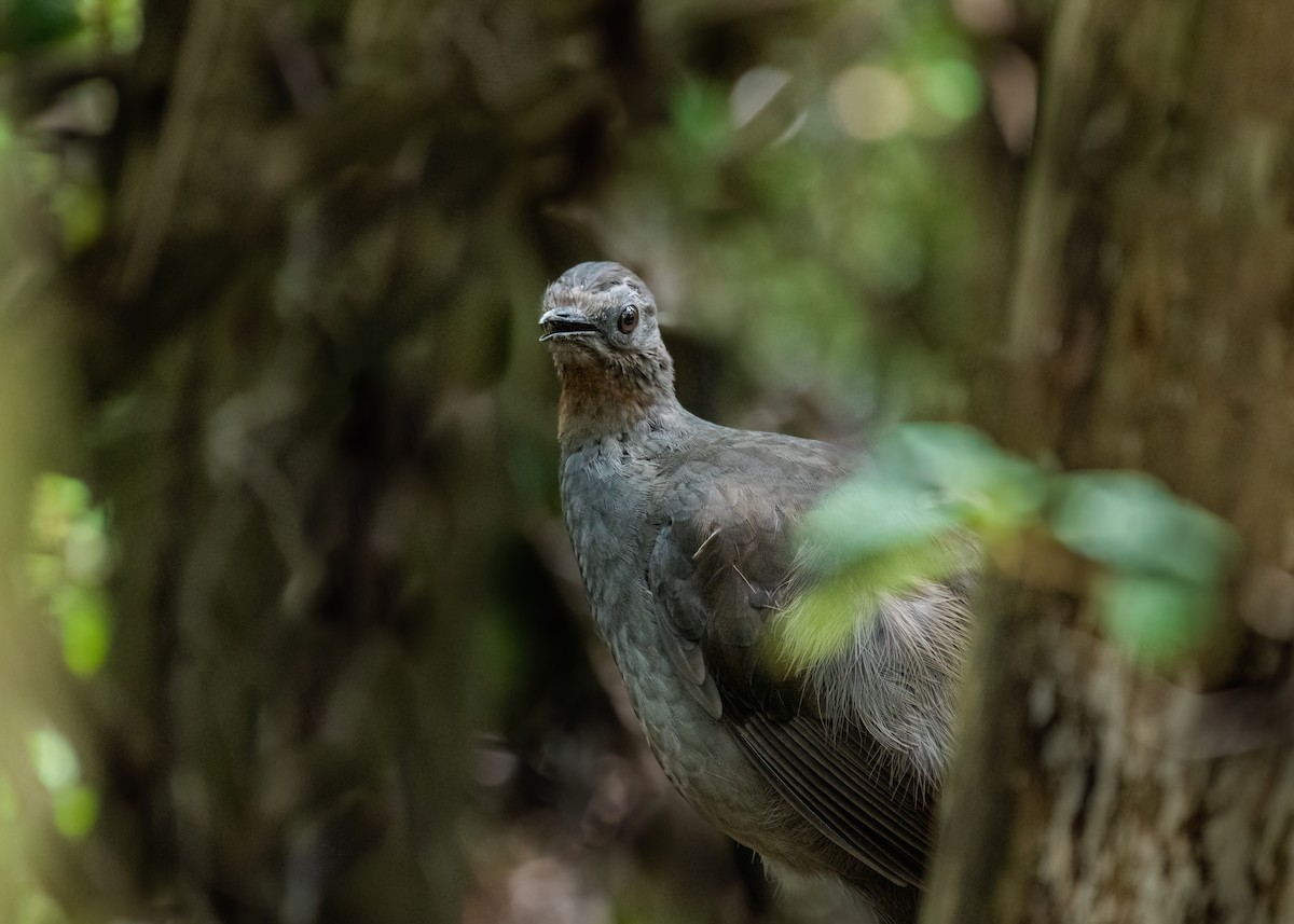 eBird Checklist - 20 Jan 2024 - Tarra-Bulga National Park - 23 species