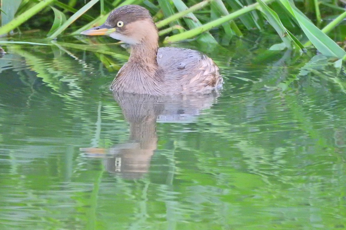Taiwan Bird Atlas Checklist - 20 Jan 2024 - 台北--雙溪濕地公園(Taipei--Shuangxi ...