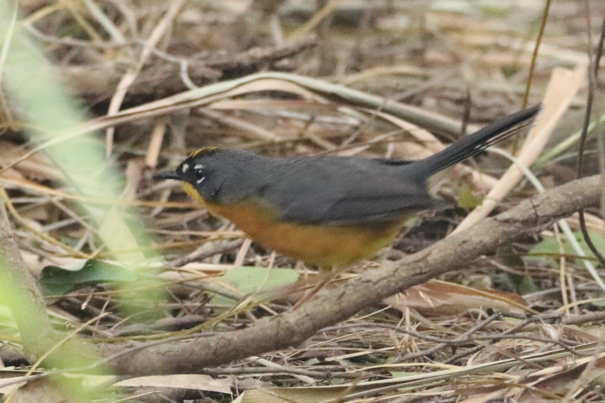 eBird Checklist - 19 Jan 2024 - Univ. of Texas, RGV (Brownsville ...