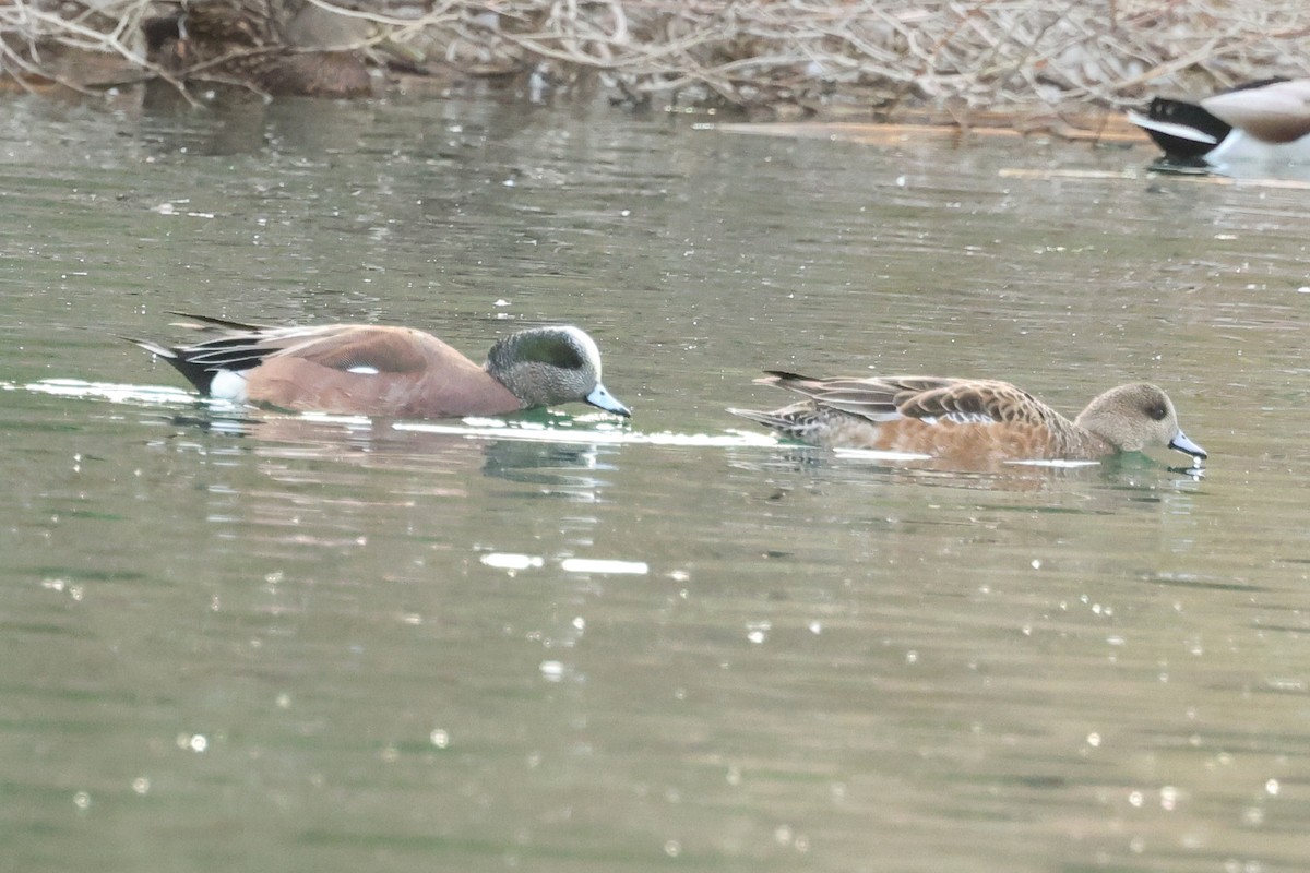 eBird Checklist - 19 Jan 2024 - Riparian Preserve at Gilbert Water ...