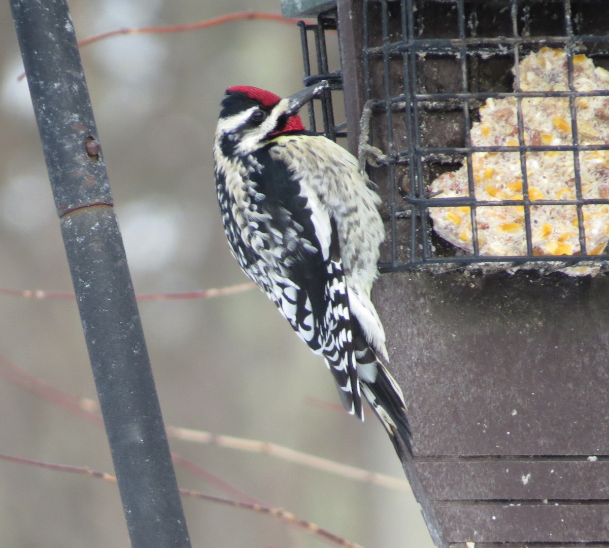 eBird Checklist - 20 Jan 2024 - Dan's Raymond yard - 15 species