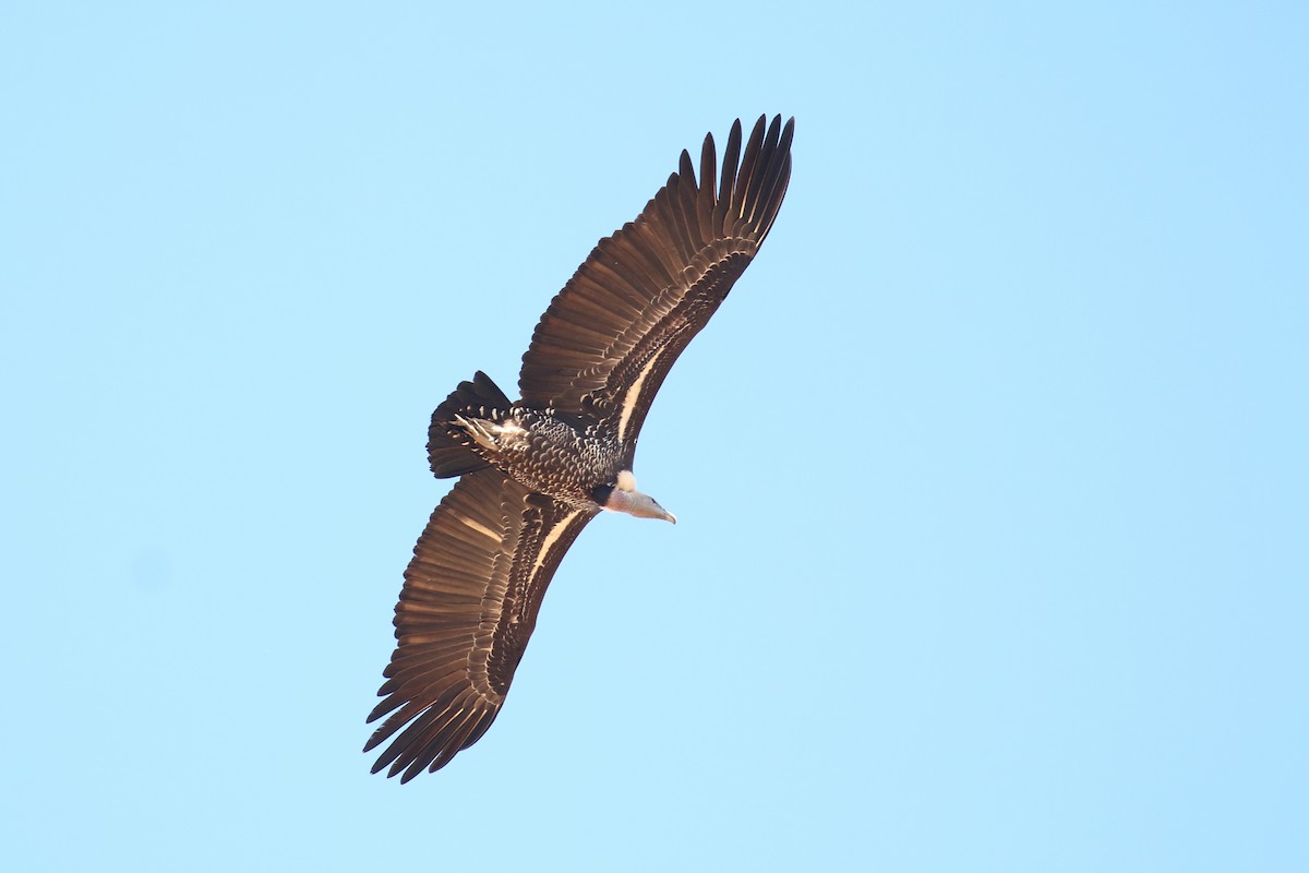 ML613757877 - Rüppell's Griffon - Macaulay Library