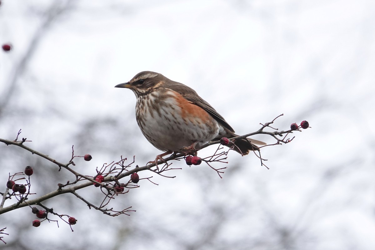 eBird Checklist - 20 Jan 2024 - Peak District NP--Monsal Trail near ...