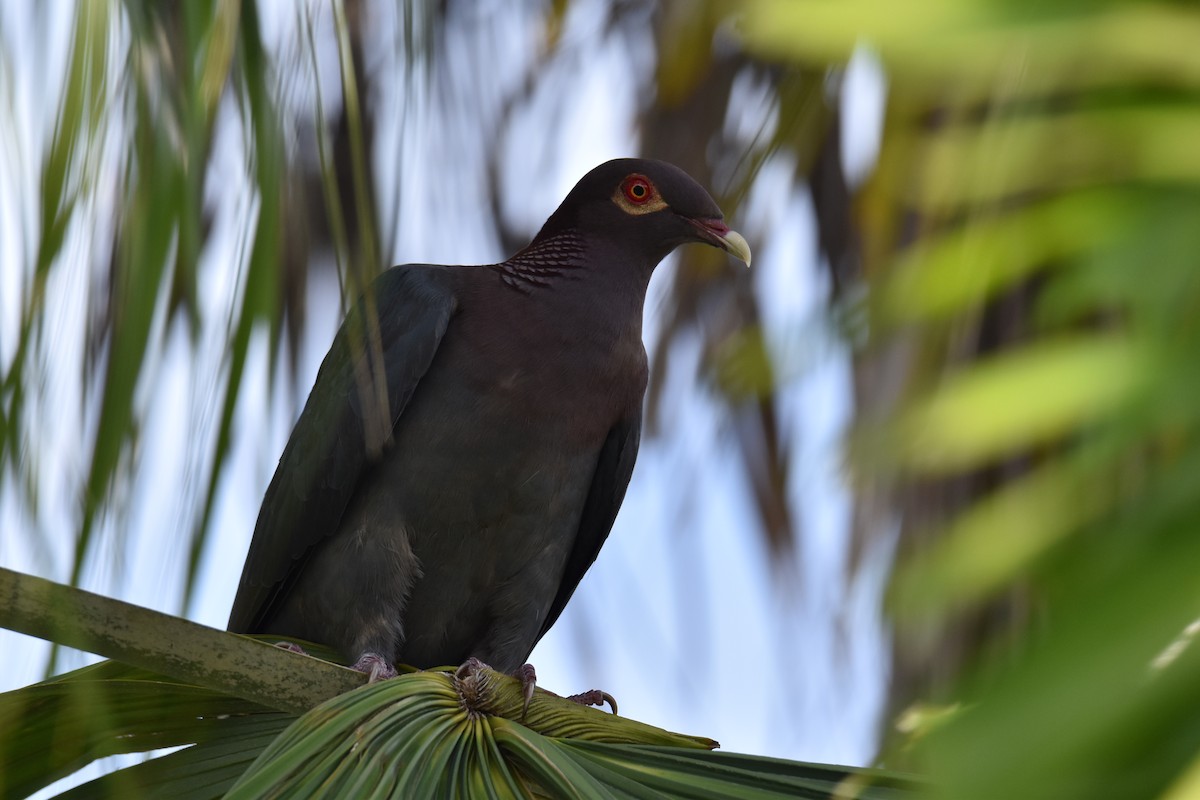 eBird Checklist - 29 Dec 2023 - L'ance aux Epines Lighthouse - 4 species