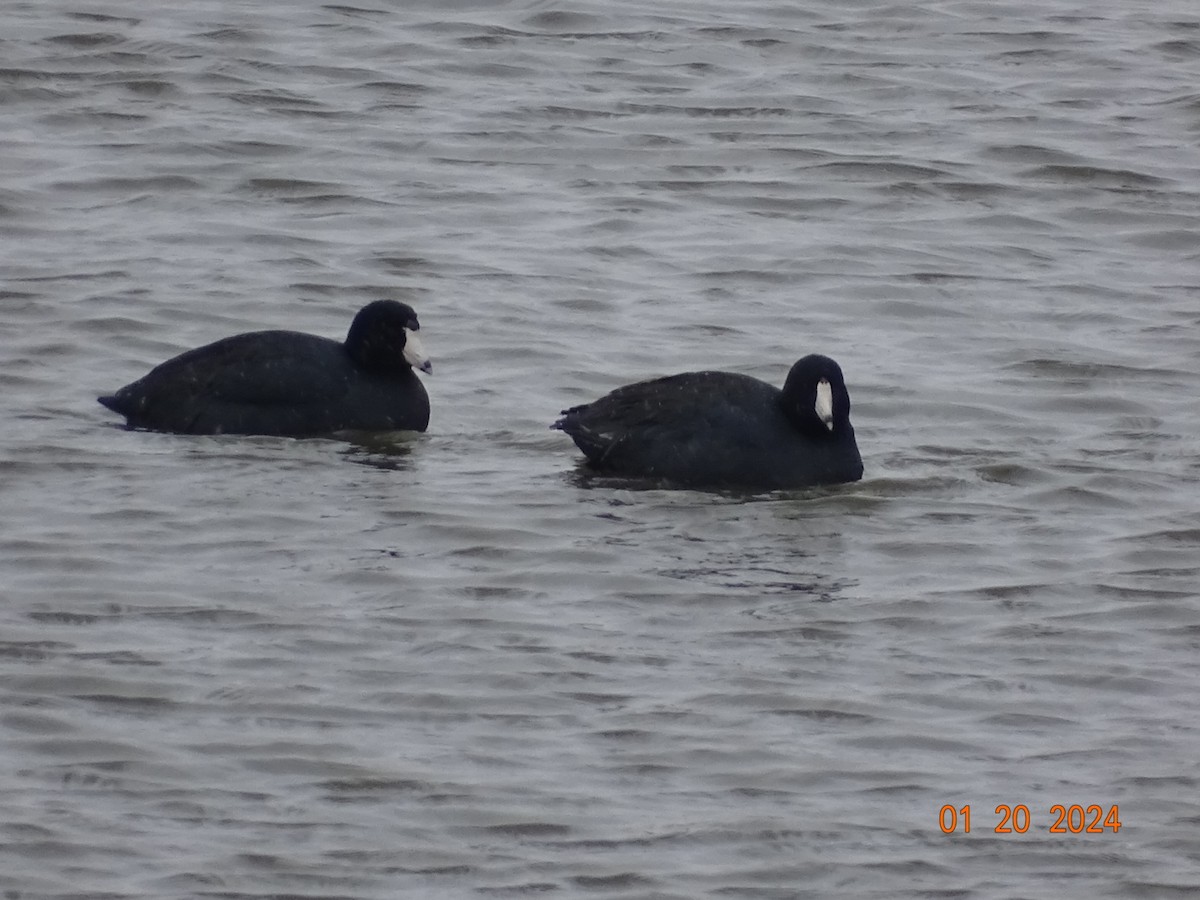 eBird Checklist - 20 Jan 2024 - 236–248 Old Route 7, Yorkville US-OH 40 ...