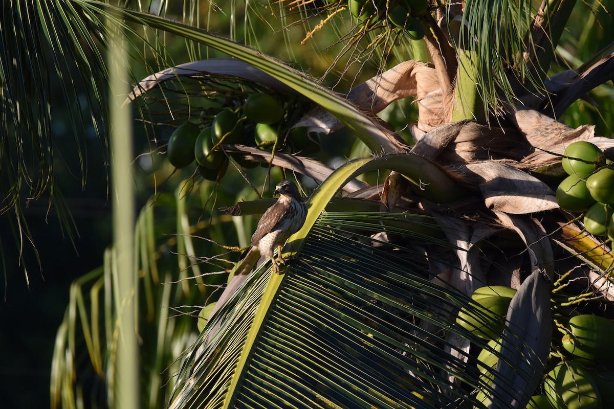 eBird Checklist - 30 Dec 2023 - Reef View Pavilions - 1 species
