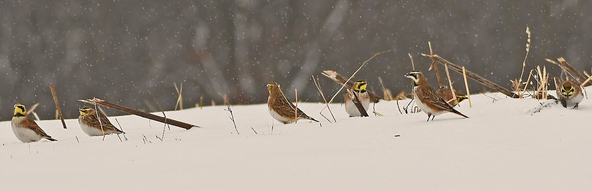 Pennsylvania Bird Atlas Checklist - 19 Jan 2024 - St. Luke's Hospital Carbon Campus Retention ...