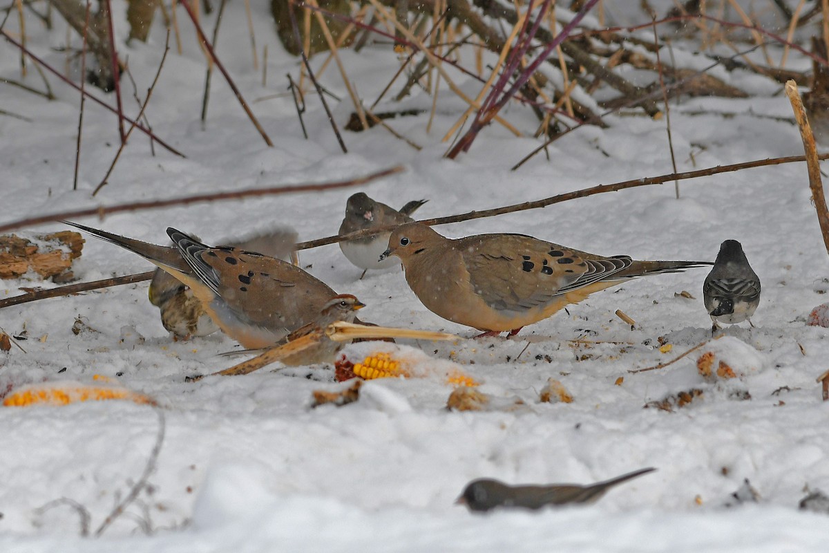 Pennsylvania Bird Atlas Checklist - 19 Jan 2024 - Beltzville SP--Day Use Area - 10 species