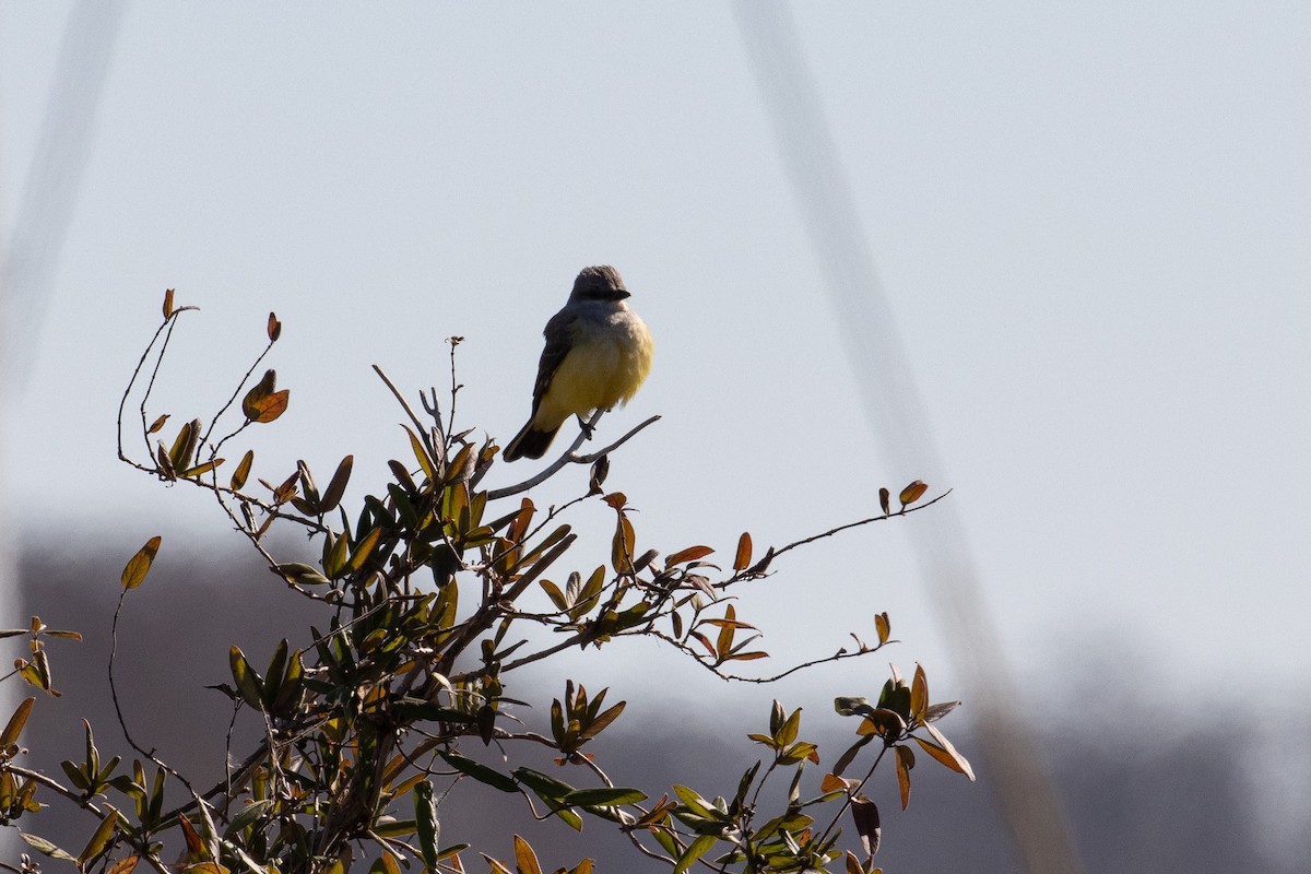 eBird Checklist - 20 Jan 2024 - Joyce WMA - 12 species