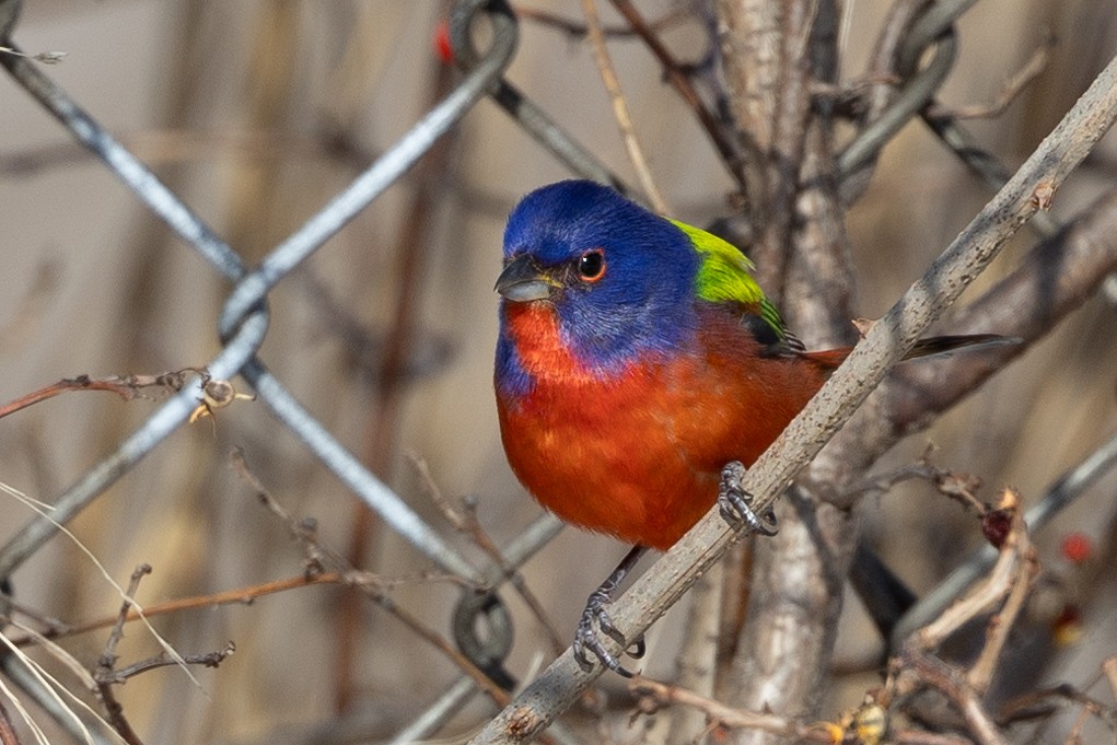 eBird Checklist - 20 Jan 2024 - Bartram's Garden - 4 species