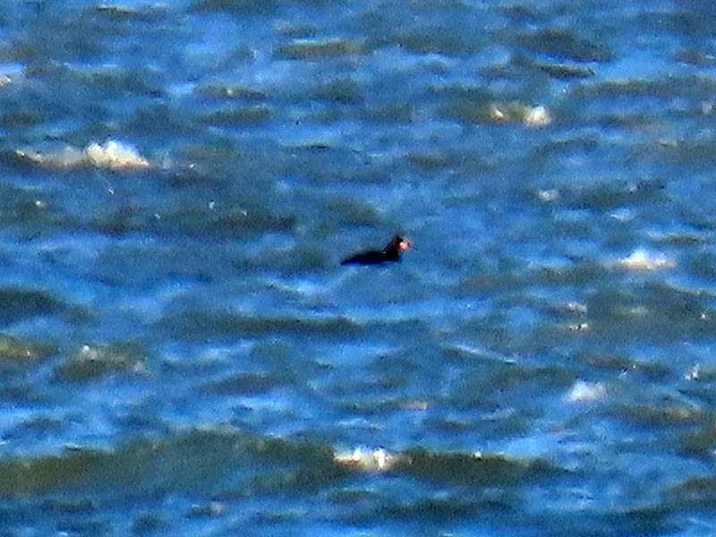 North Carolina Bird Atlas Checklist - 20 Jan 2024 - Waves soundfront ...