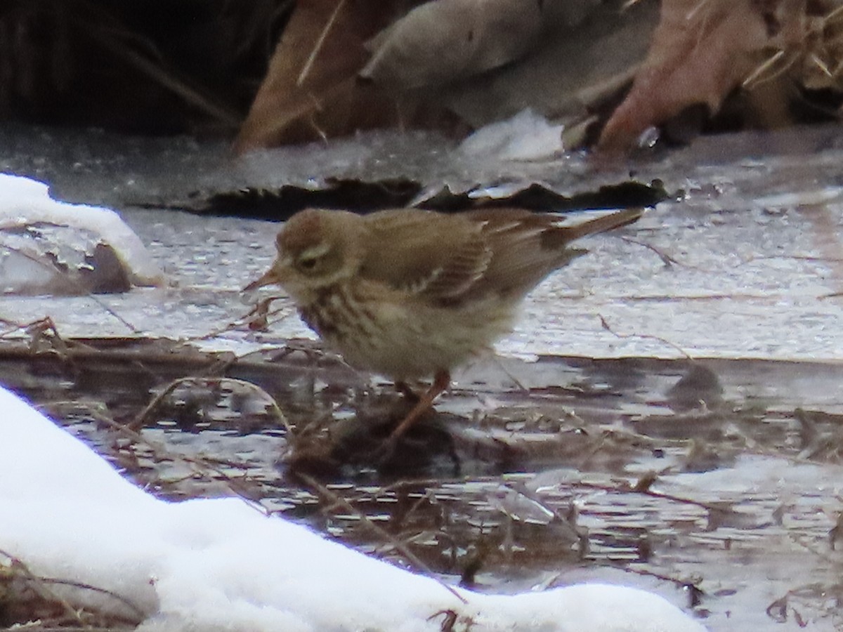 eBird Checklist - 20 Jan 2024 - Fowler Road - 23 species