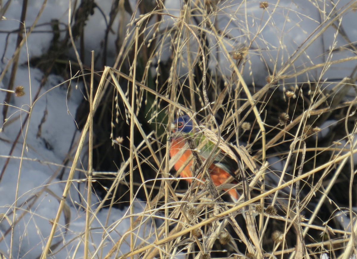 Pennsylvania Bird Atlas Checklist - 20 Jan 2024 - Bartram's Garden - 3 species