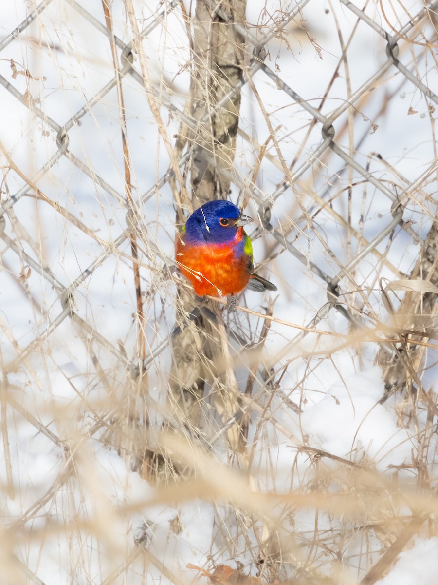 Pennsylvania Bird Atlas Checklist - 20 Jan 2024 - Bartram's Garden - 3 species