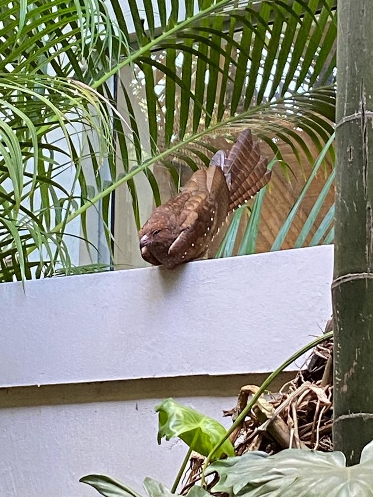 eBird Checklist - 19 Jan 2024 - Buenaventura Beach Resort - 1 species eBird Checklist - 19 Jan 2024 - Buenaventura Beach Resort - 1 species
