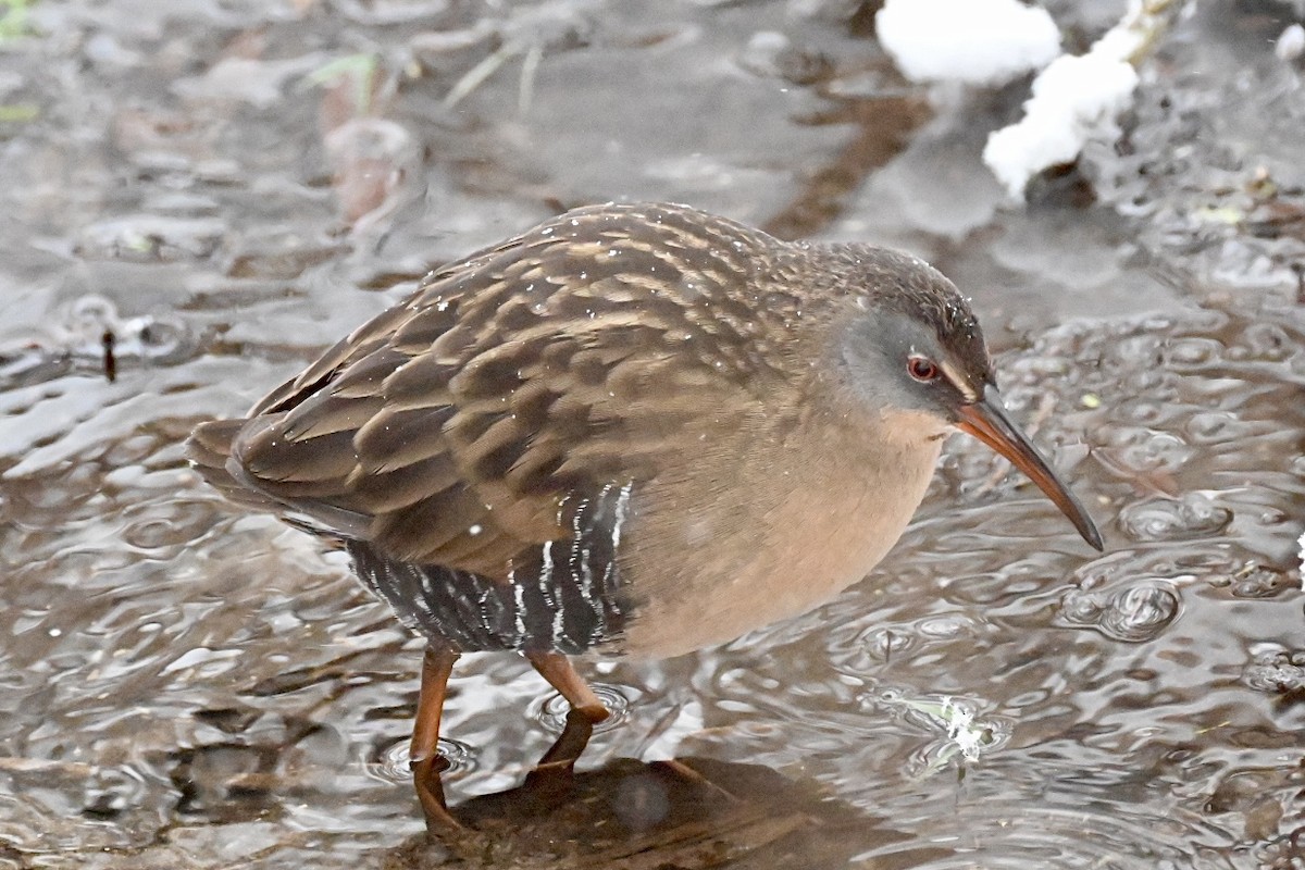 eBird Checklist - 20 Jan 2024 - Mendon Ponds Park--Quaker Pond Trail ...