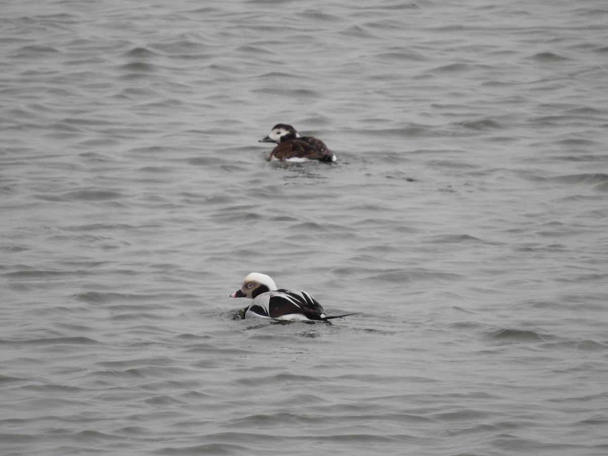 eBird Checklist - 20 Jan 2024 - Oakville--Bronte Harbour - 12 species