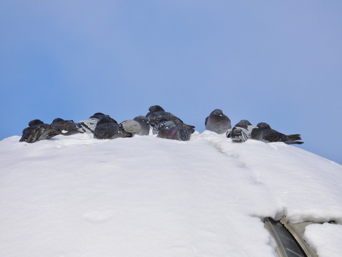 Pennsylvania Bird Atlas Checklist - 20 Jan 2024 - 1043–1199 Cito Rd, Big Cove Tannery US-PA (39. ...