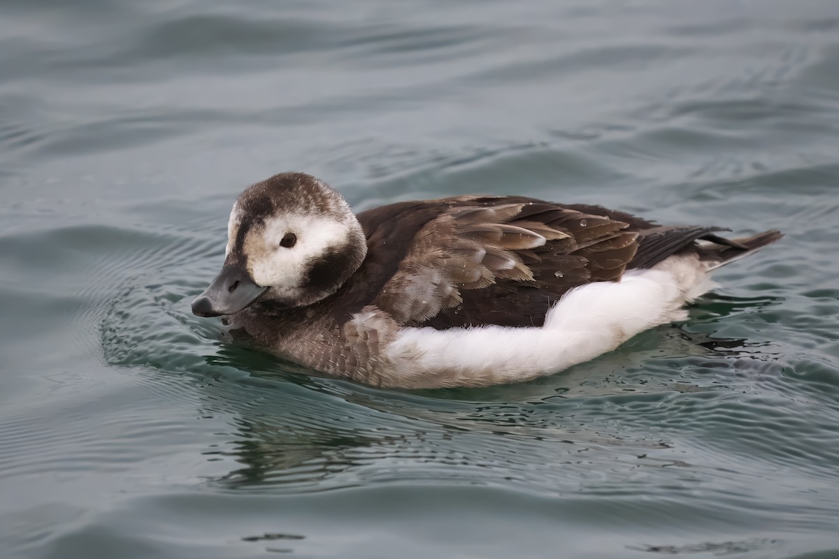 eBird Checklist - 20 Jan 2024 - Oakville--Bronte Beach Park - 17 species