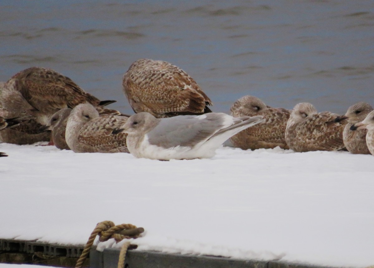 eBird Checklist - 20 Jan 2024 - Newburgh Waterfront, Hudson River - 8 ...