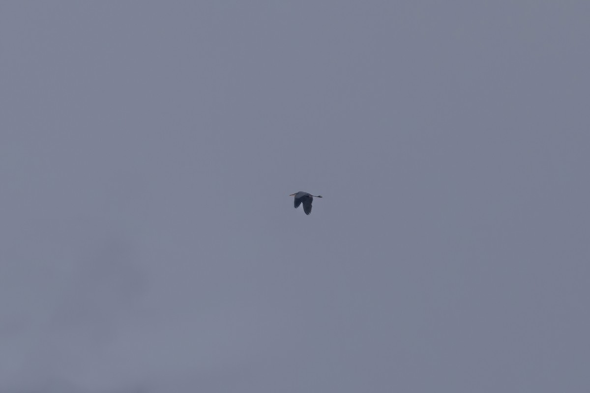 eBird Checklist - 20 Jan 2024 - Waterloo--Bechtel Park - 9 species