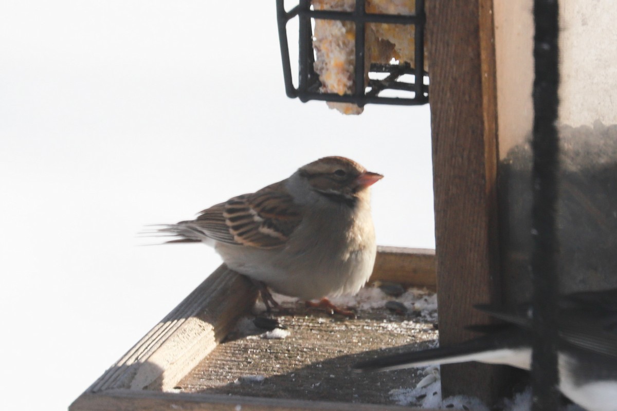 Pennsylvania Bird Atlas Checklist - 20 Jan 2024 - 399 Upper Georges Valley Rd, Spring Mills US ...