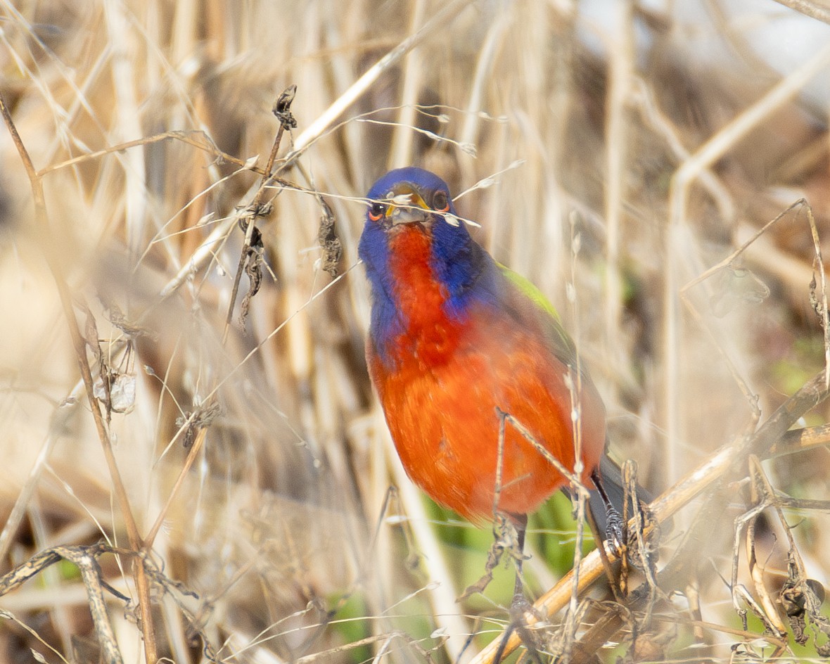 Pennsylvania Bird Atlas Checklist - 20 Jan 2024 - Bartram's Garden - 11 species
