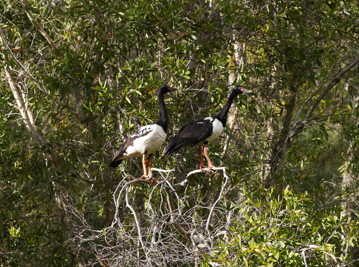 eBird Australia Checklist - 21 Jan 2024 - Sandy Camp Road Wetlands ...