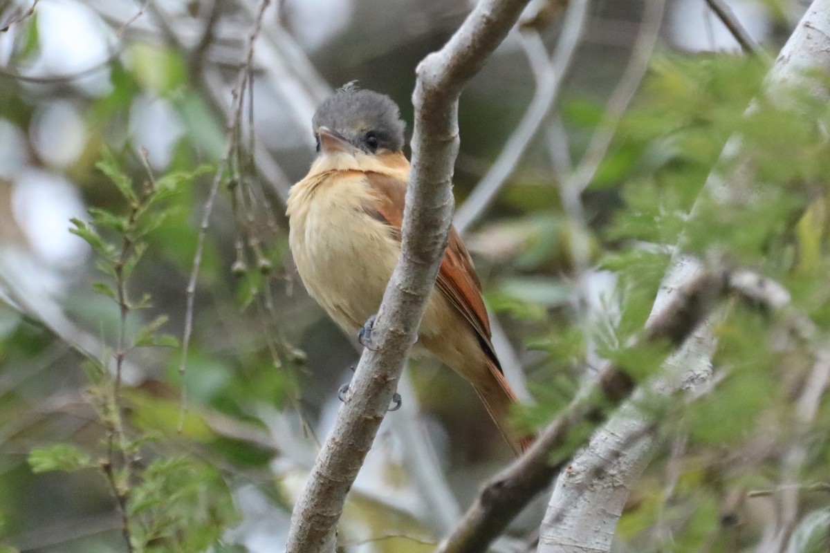 eBird Checklist - 20 Jan 2024 - Resaca de la Palma SP WBC (Brownsville ...