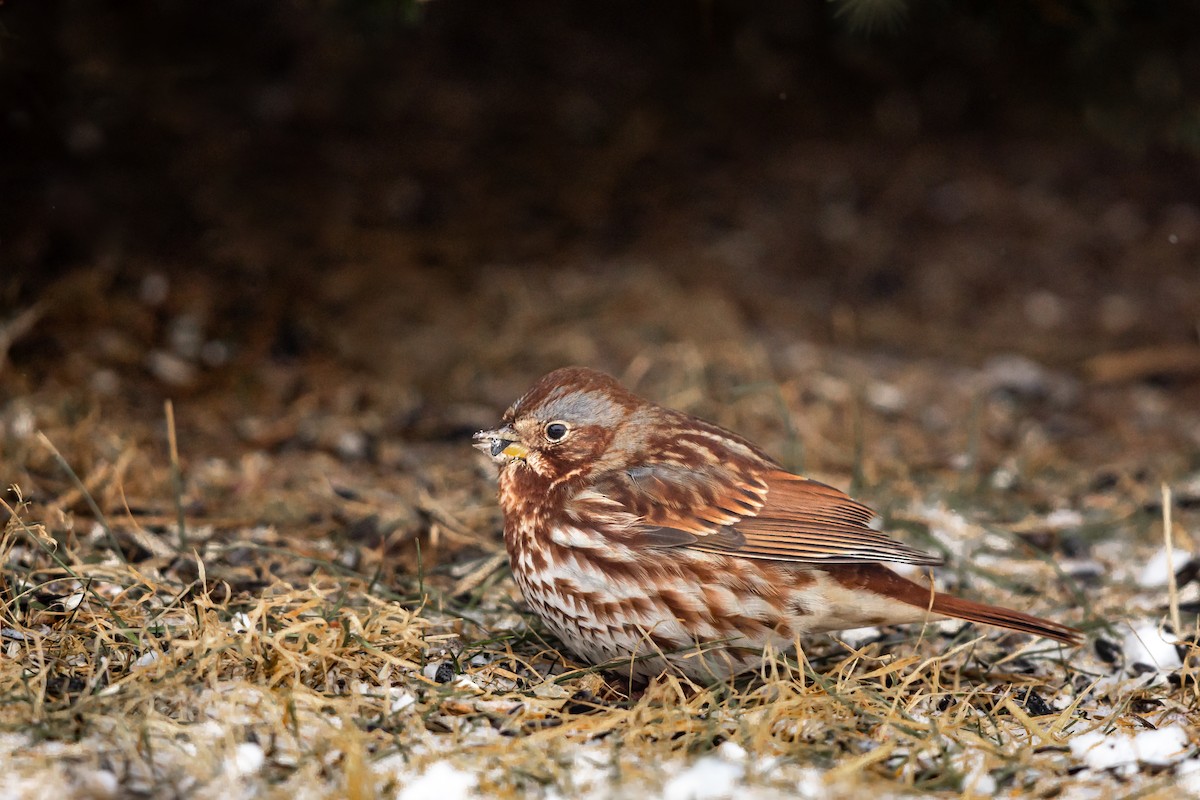 eBird Checklist - 20 Jan 2024 - Yard List - 18 species