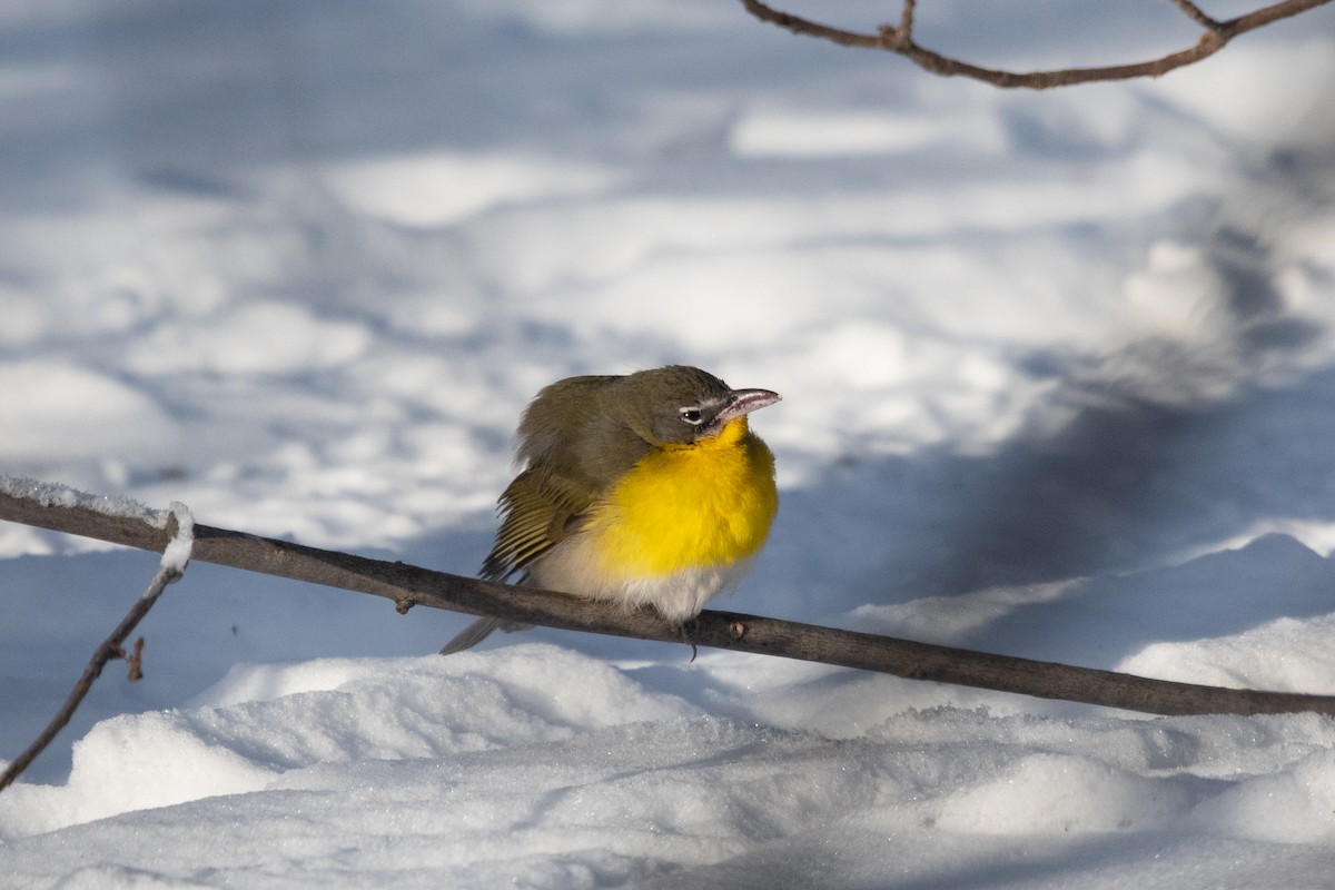 eBird Québec Checklist - 19 Jan 2024 - Parc de l'Aqueduc - 13 species