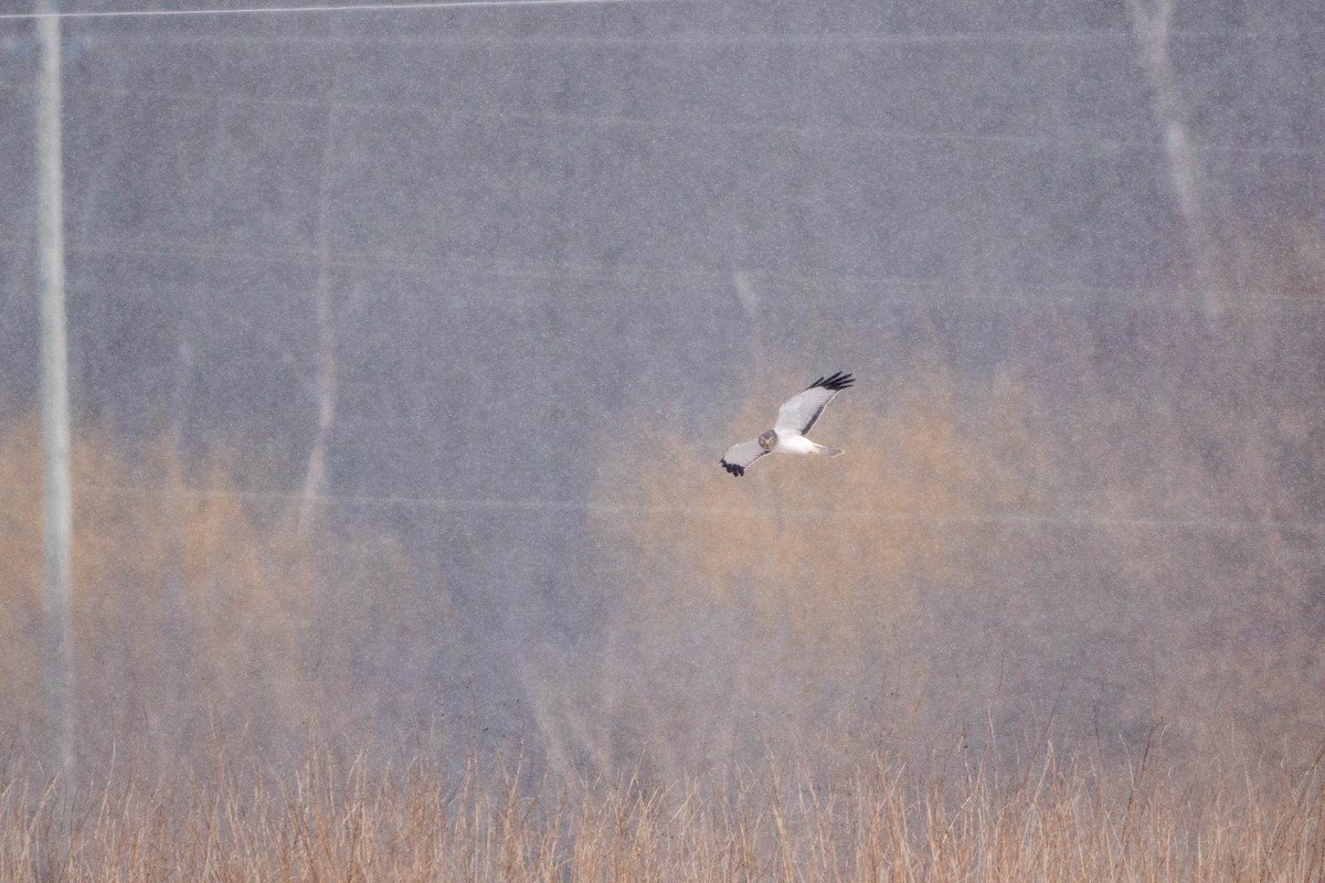 eBird Checklist - 20 Jan 2024 - Holland Marsh between Hwy 400 and Keele ...