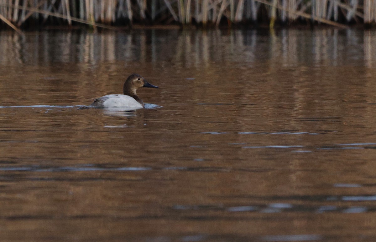 eBird Checklist - 20 Jan 2024 - Lake Skinner County Park - 94 species ...
