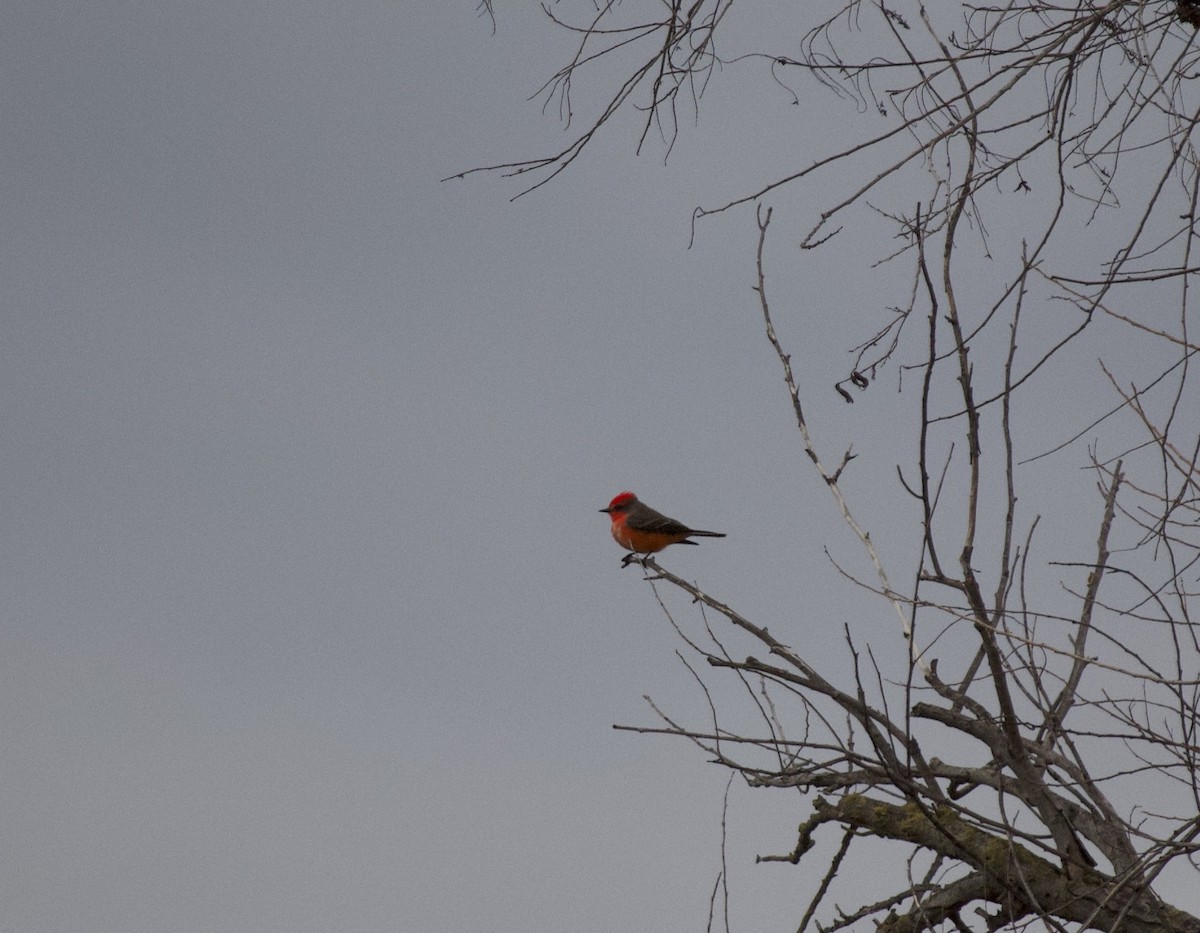 eBird Checklist - 20 Jan 2024 - Merced NWR - 63 species (+2 other taxa)