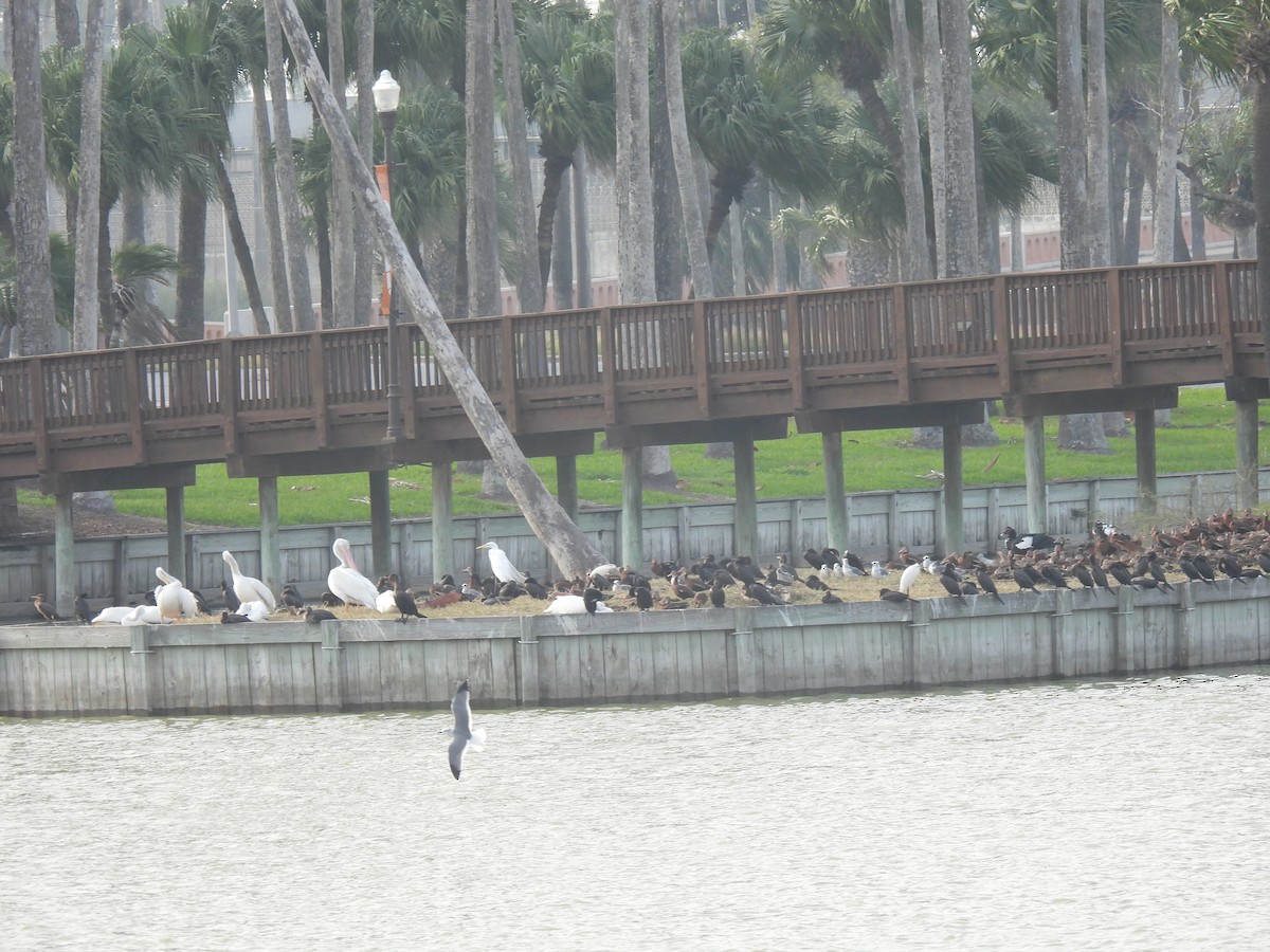 eBird Checklist - 11 Jan 2024 - Univ. of Texas, RGV (Brownsville ...