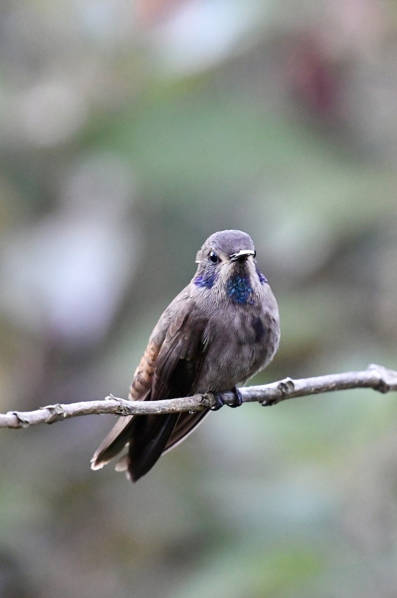 eBird Checklist - 16 Jan 2024 - Bellavista--La Yey - 58 species