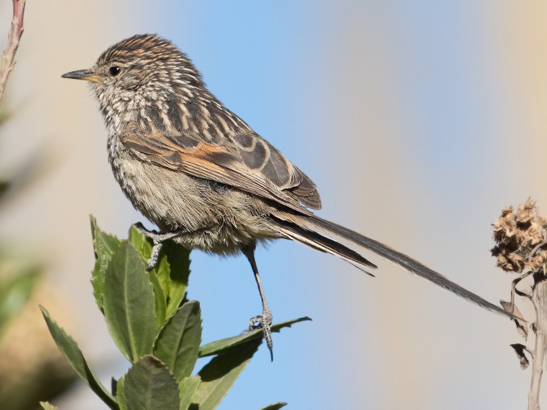 Streaked Tit-Spinetail - eBird