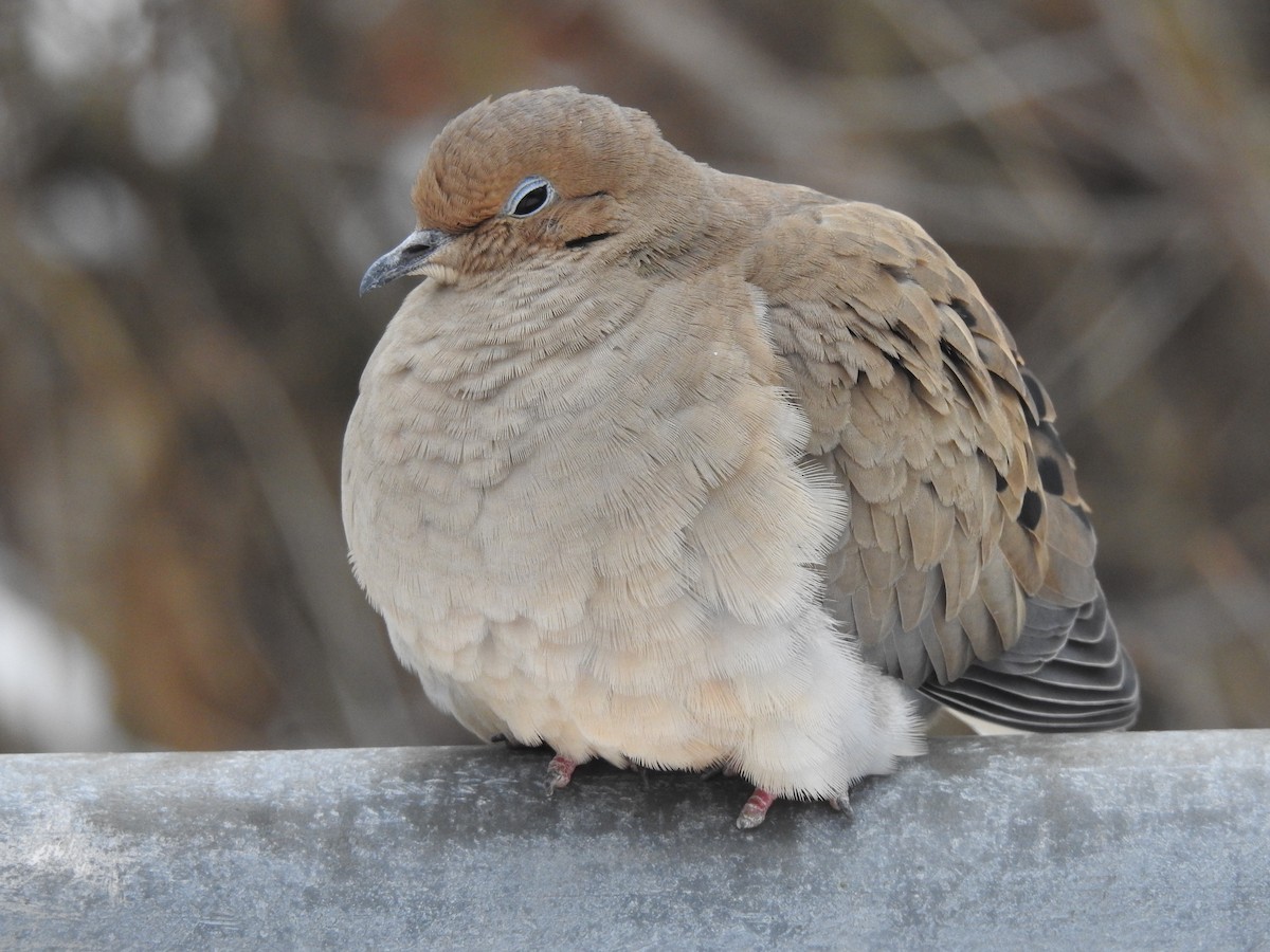 eBird Checklist - 21 Jan 2024 - Cambridge--Riverside Park - 13 species